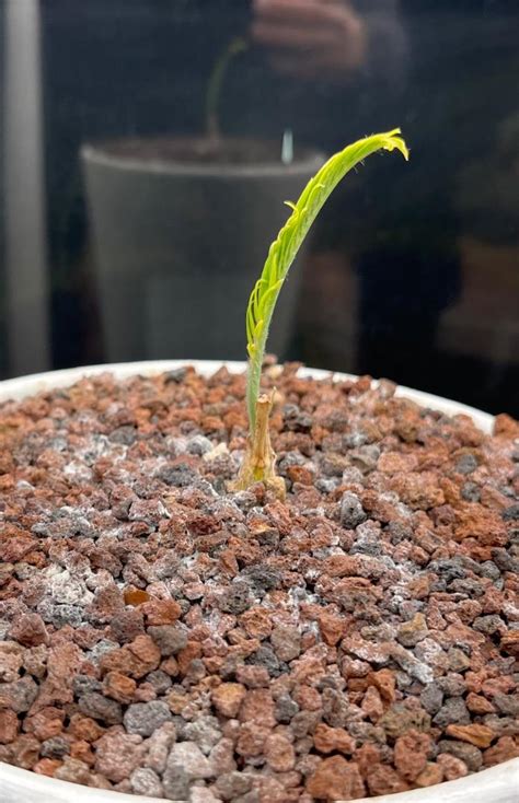 Macrozamia Macdonnellii Seedling Dig It Out Tropical Looking Plants