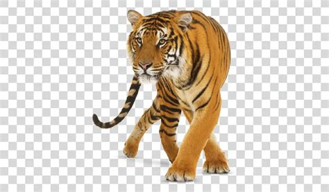 دانلود عکس ببر دانلود رایگان عکس Png تصاویر دوربری شده