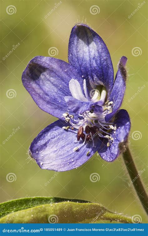 Delphinium Staphisagria Licebane O Stavesacre Planta Mediana Con