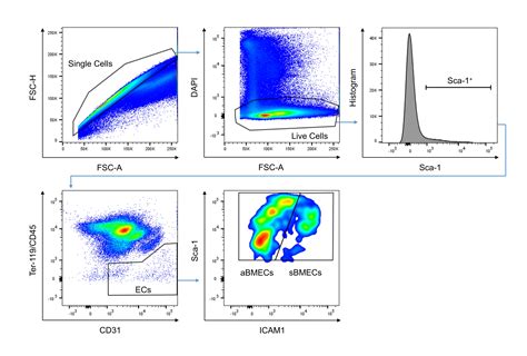 Flow Cytometry Analysis Of Murine Bone Marrow Hematopoietic Stem And
