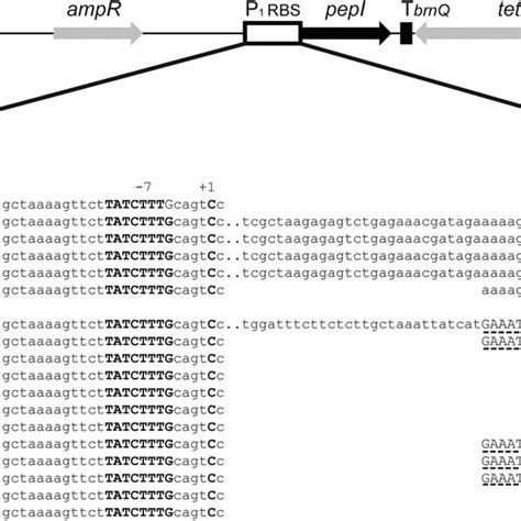 Schematic Representation Of The Different Expression Vectors With The