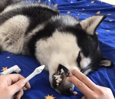 哈士奇居然能乖乖趴着让主人刷牙二哈微笑中透露着绝望