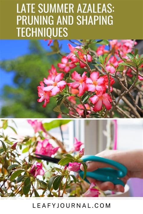 Late Summer Azaleas Pruning And Shaping Techniques Artofit