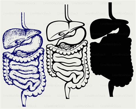 Digestive System Clipart