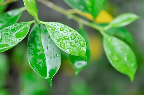 Banyan 나무 또는 Ficus Annulata 또는 Ficus Bengalensis 및 빗방울 계절에 대한 스톡 사진 및