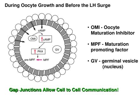The Follicular Phase Of The Estrous Cycle Ppt Download