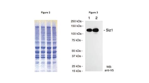 Budding Yeast Homogenization Reproducible Protein Extracts With