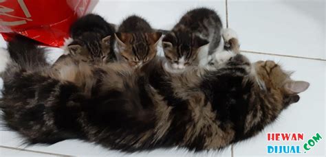 Dijual Kucing Persia Medium Usia 3 Bulan HewanDijual