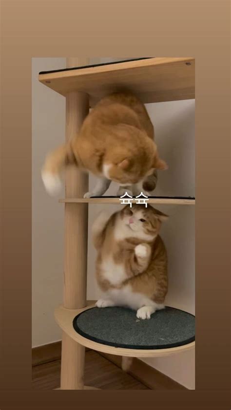 🔔의기원 ³⁵🌙복슝🍑 On Twitter 마야ㅐ아ㅏ야아ㅐㅏ 오랜만에 마쫄이ㅠㅠㅠㅠㅠ💛💛