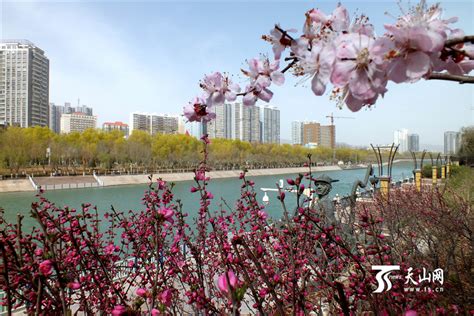 【高清组图】库尔勒柳青花艳 踏青赏花正当时 新闻中心 天山网