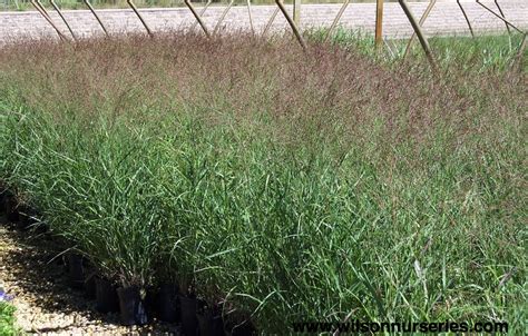 Switchgrass Seed Head
