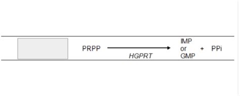 Purine Nucleotide Synthesis Salvage Pathway Flashcards Quizlet