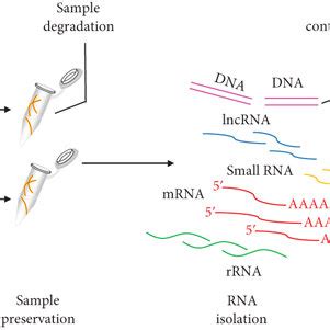 Simplified Protocol Of RNA Seq Experiment And Sources Of Bias A Download Scientific Diagram