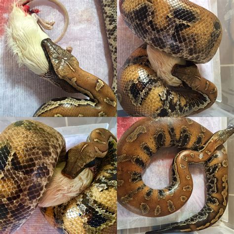 Love Bloodpython Japan T Albino Blood Python Bunka Red Blood Python