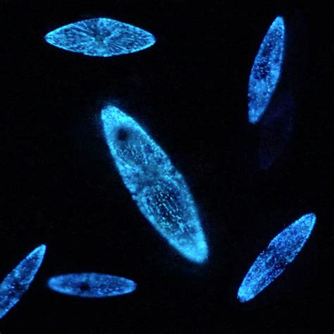 Bioluminescent Plankton Kit Glowing Oceans
