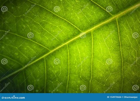 Leaf Vein Texture Background Stock Illustration Illustration Of