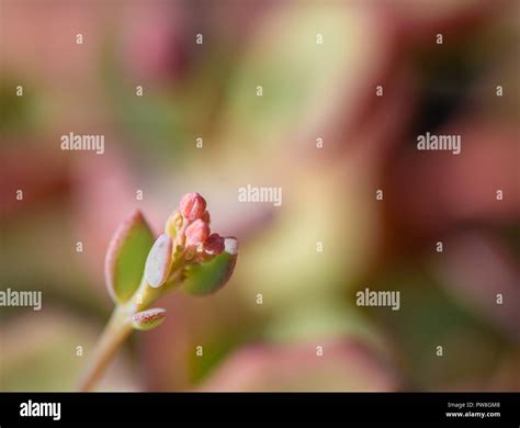 Emerging Flower Bud Of A Crassula Red Edge Succulent Plant Stock