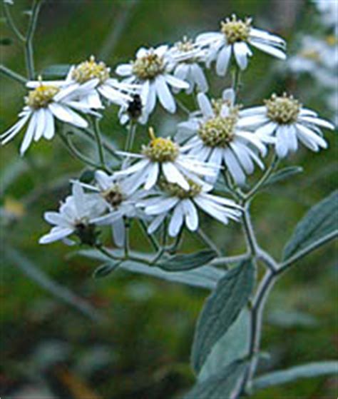 Aster Semiamplexicaulis Asteraceae
