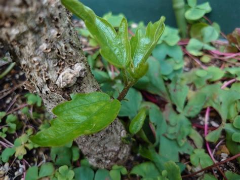 蝶とハイビスカスの芽吹き 四季折々4