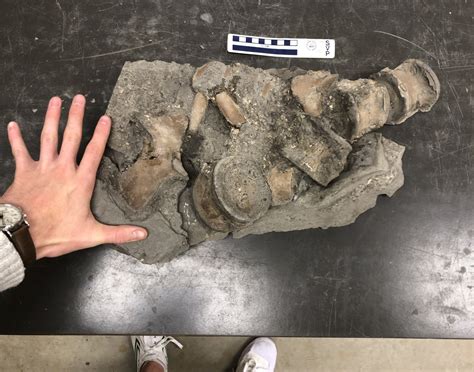 Unidentified Plesiosaur Member Collections The Fossil Forum