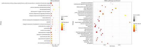 Identification Of Quantitative Trait Loci And Candidate Genes Controlling Seed Dormancy In