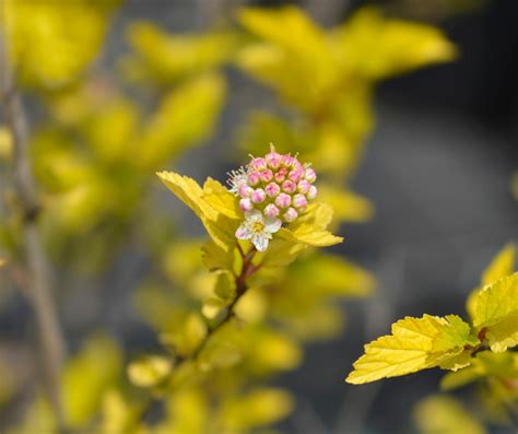 The Ultimate Guide To Growing A Native Chokecherry Tree Bright Lane