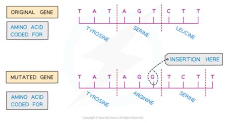 Genetic Mutations Flashcards Quizlet