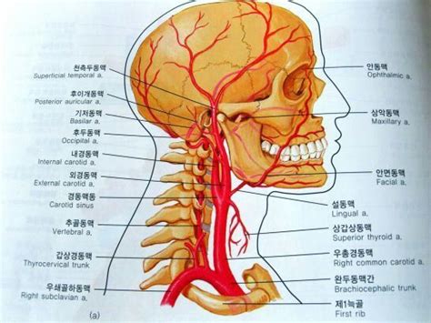 목과 머리의 동맥들 인체 물리 물리치료