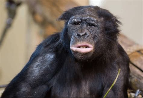 Imagine Being A Sex Repulsed Bonobo Raaaaaaacccccccce