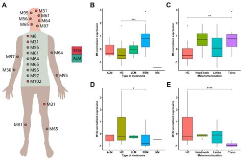 Investigadores De La Ugr Y Del Ibsgranada Desarrollan Un Modelo Para
