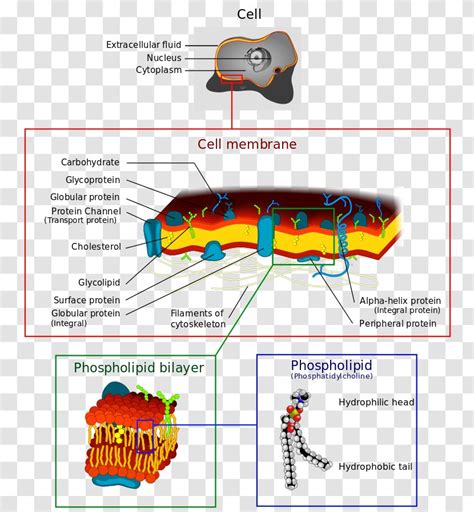 Biological Membrane Cell Phospholipid Biology Lipid Bilayer Prokaryote Transparent PNG