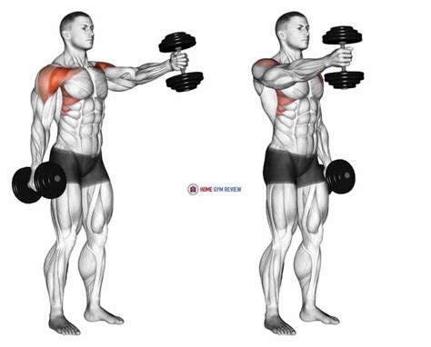 Dumbbell Standing Alternate Vertical Front Raises Home Gym Review