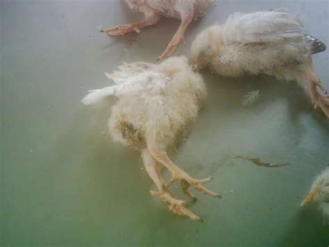 Avian Encephalomyelitis Ae