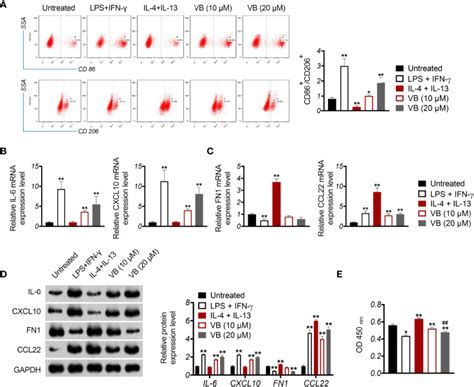 The Anti Tumor Efficacy Of Verbascoside On Ovarian Cancer Via