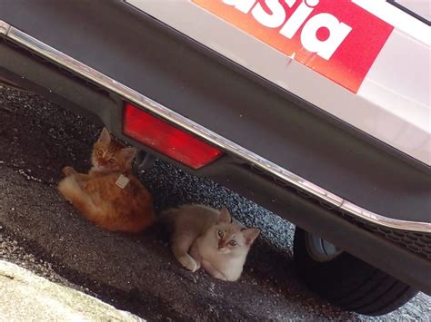 Two Little Stray Kitties Taking Shelter Under My Car Just Saw Em