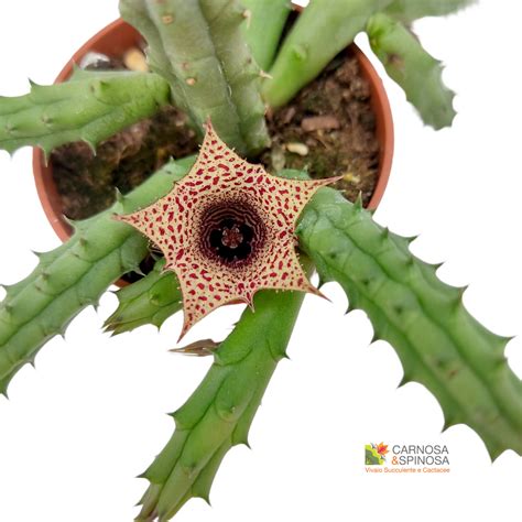 Caralluma Repens Carnosa And Spinosa