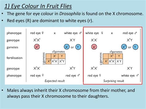 Genetics Revision Ppt Download