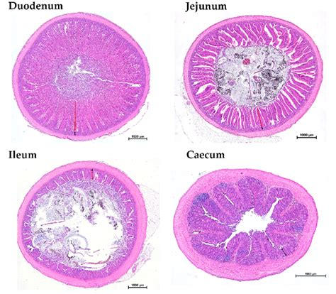 A Representative Histological Cross Section Of Duodenum Jejunum Ileum Download Scientific