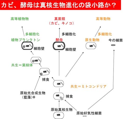 酵母とカビについて 食品微生物学検査と制御方法基礎と最新情報を解説木村 凡