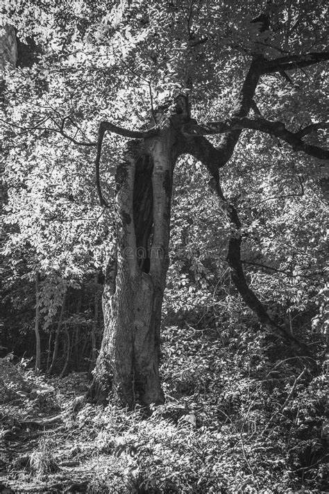 Tree Black And White Landscape Stock Photo Image Of Space Open 2756584