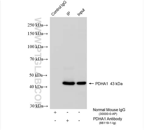 Pdh E1 Alpha Antibody 66119 1 Pbs Proteintech