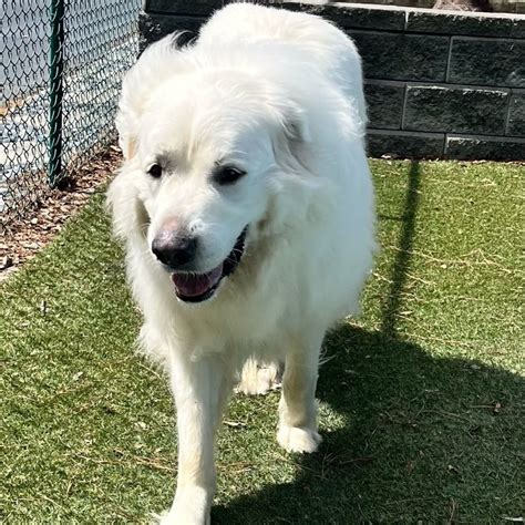 Clayton JJ Great Pyrenees Rescue Of Atlanta