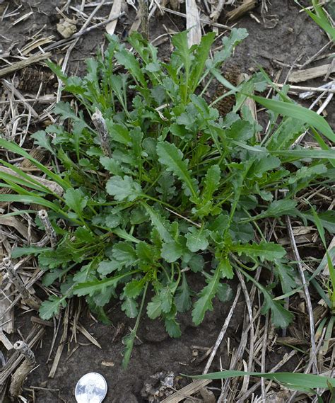 Ox Eye Daisy Weed Identification Guide For Ontario Crops Ontarioca