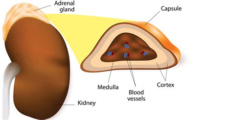 Benign And Malignant Adrenal Disease Urologic Oncologist Dr Michael
