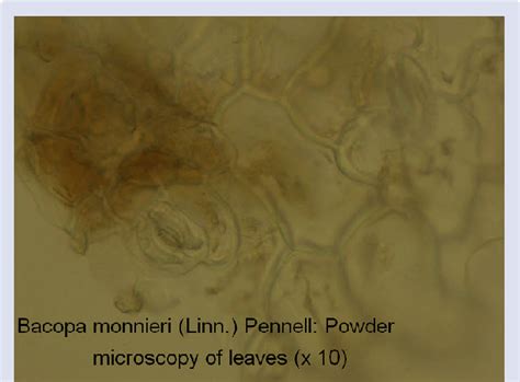 B Photomicrograph Of Bacopa Monnieri Linn Pennell Powder