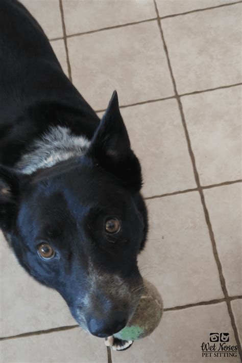 Cute Pet Pictures Wet Noses Pet Sitting
