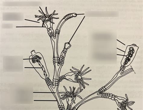 Subphylum Medusozoa Class Hydrozoa Order Thecata Obelia Colony Polyp