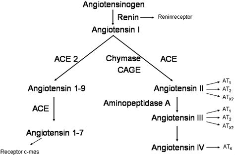 Renin Angiotensin Aldosterone System And Progression Of Rena