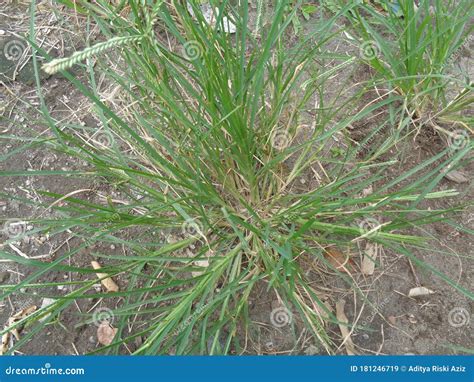 Close Up Green Eleusine Indica Indian Goosegrass Yard Grass