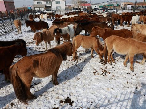 Суурьшлын бүсээс 3051 толгой мал гаргаж эздэд нь хүлээлгэн өгчээ Isee Mn